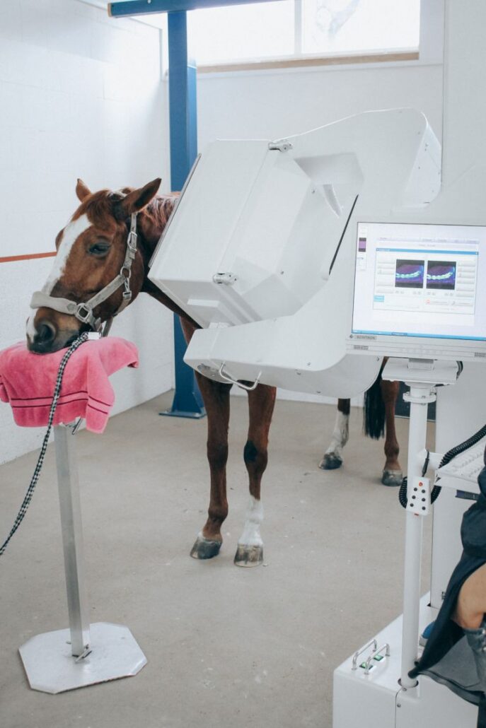 Equine Scanner - EDH Nuclear Medicine & Healthcare Services